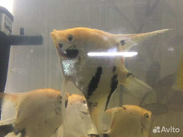 Рыбки скалярии