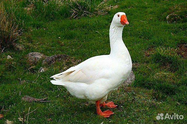 Деревенские гуси и утки