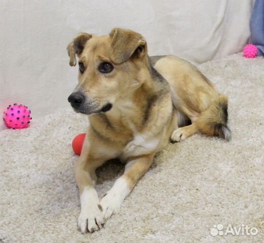 Рэм в добрые руки