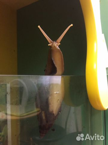 Улитки Ахатинки