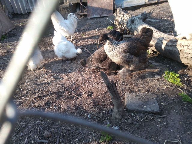 Карликовые куры