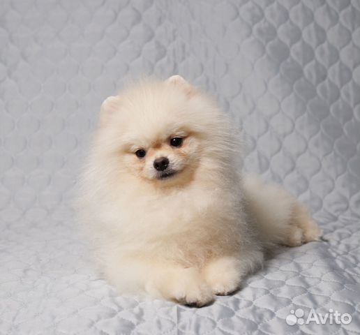 Шпиц-подращенная девочка