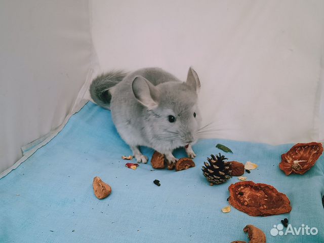 Шиншилленок голубой бриллиант