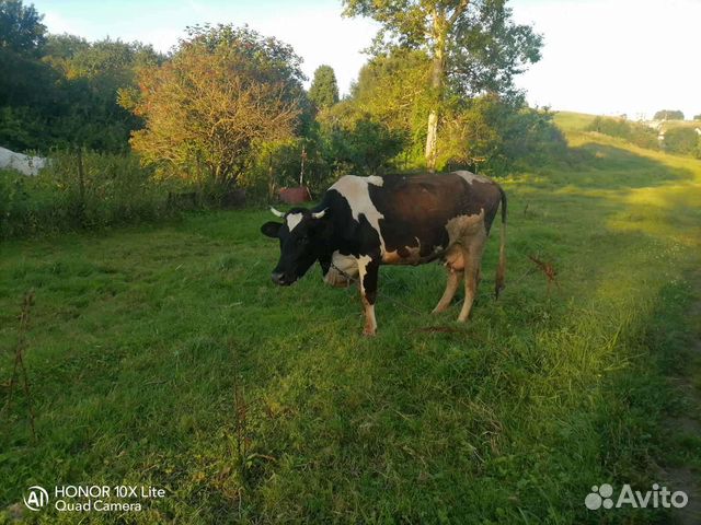 Корова дойная