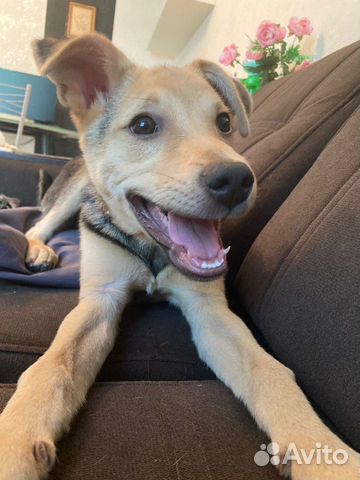 Щенок мальчик