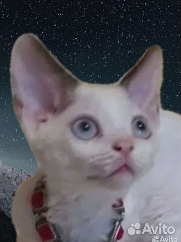 Котята девон-рекс