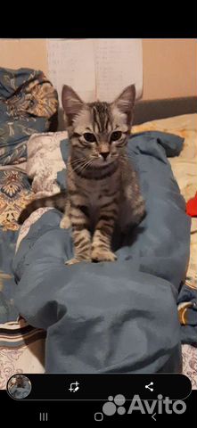Прелестная принцесса. Котенок, жён.пол