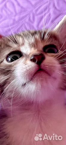 Котенок на счастье: милый, ласковый и воспитанный