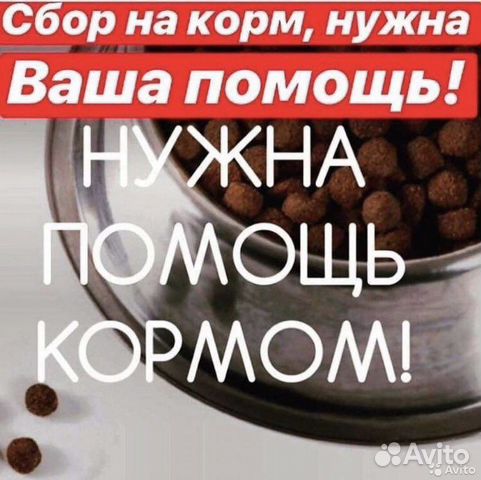Нужна помощь приюту для животных