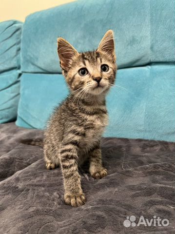 Котята в добрые руки бесплатно