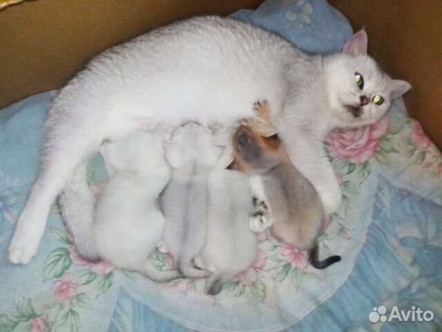 Серебристая шиншилла