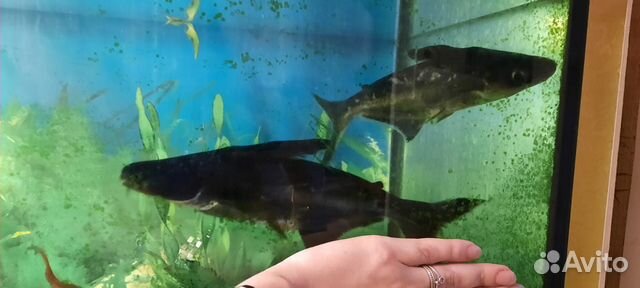 Акулий сом (Пангасиус)