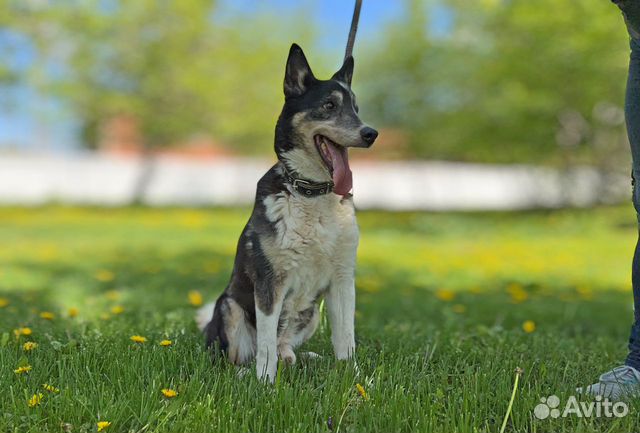 Воспитанный Чак из приюта ищет дом