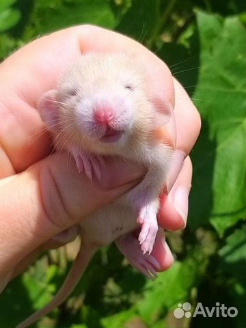 Крысята дамбо мальчишки