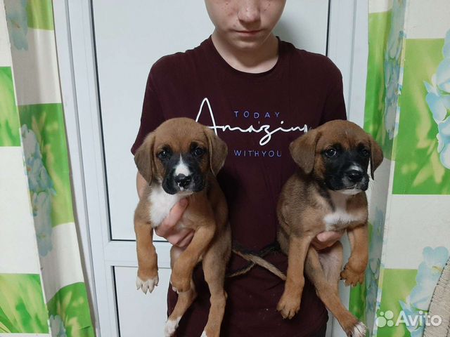 Щенки боксера