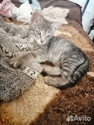 Кошка в дар бесплатно