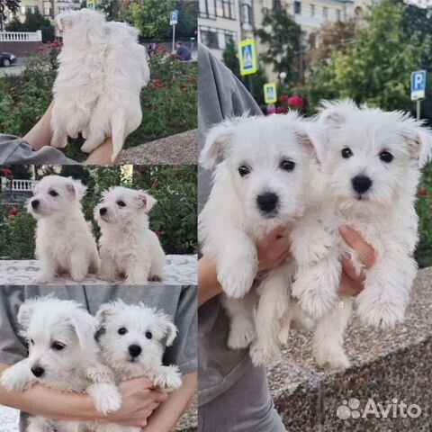 Вест хайленд вайт терьер РКФ щенки