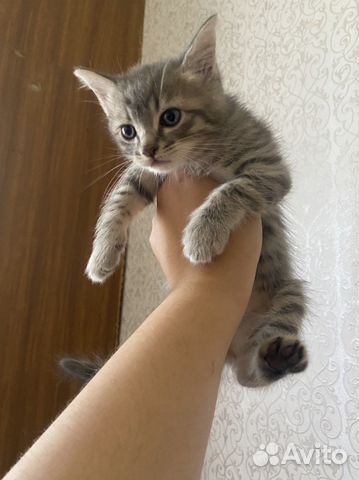 Домашние котята
