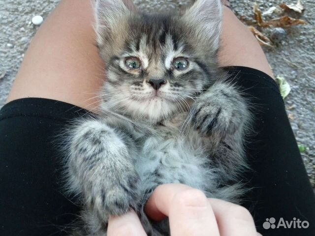 Котëнок, отдаю в хорошие руки