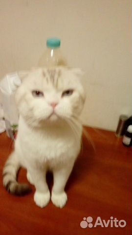 Котик приглашает на вязку
