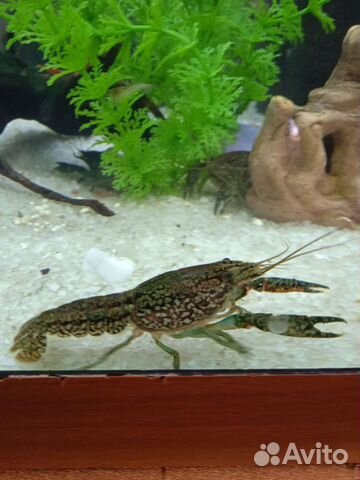 Мраморный рак