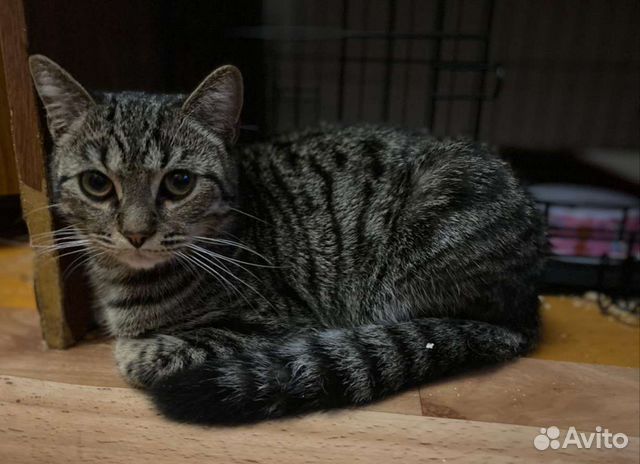 Кот Тигра