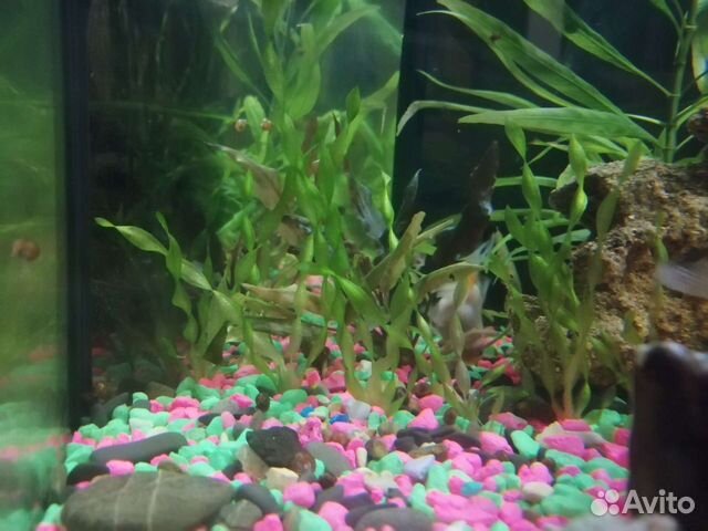 Валиснерия спиралевидная (пучок)