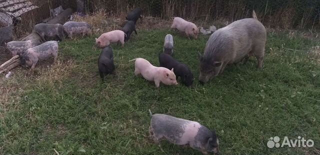 Вьетнамские вислобрюхие свиньи