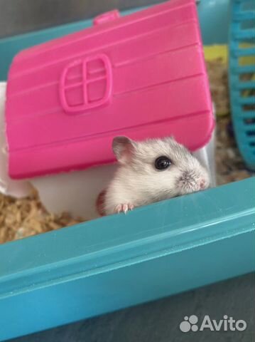 Джунгарский хомяк