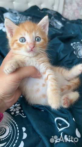 Котенок рыжий мальчик 1.5 мес