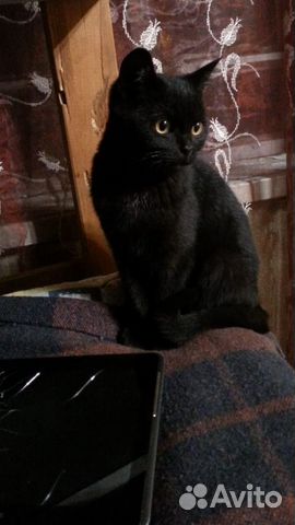 Котенок ждет хозяина