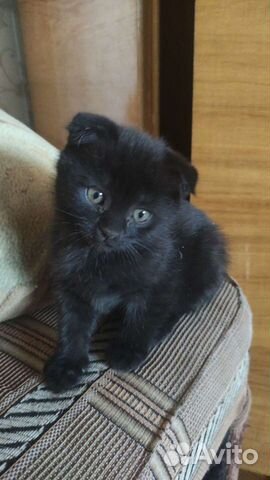 Котята вислоухии и прямо ухии шотландцы