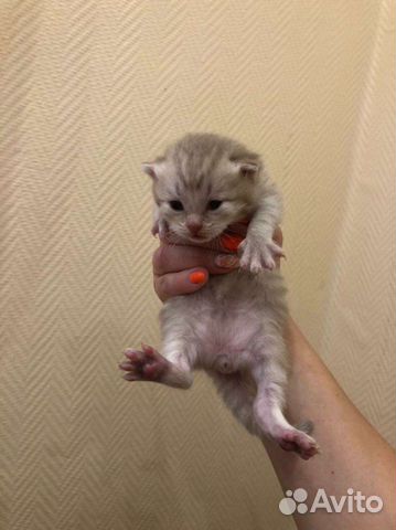 Шотландские котята