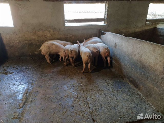 Продам хряка на племя