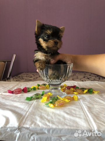 Йоркширский терьер