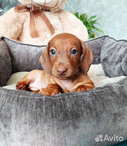 Такса Little dachshund girl