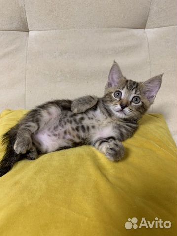 Отдам котят в добрые руки