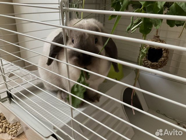 Вязка кроликов