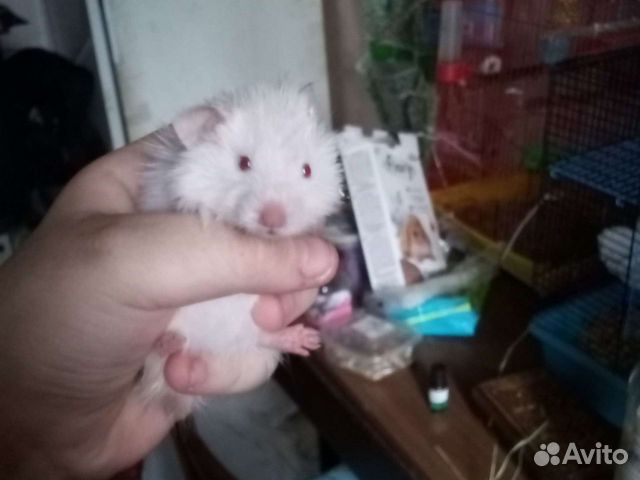 Сирийский хомяк бесплатно 4 недели