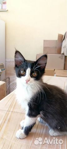 Кот котик маленький ласковый