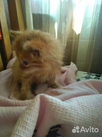 Котята сибирские в добрые руки бесплатно