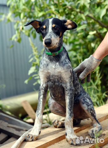 Рони ищет дом