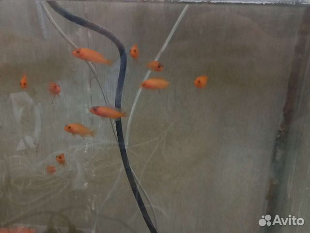 Малавийские цихлиды