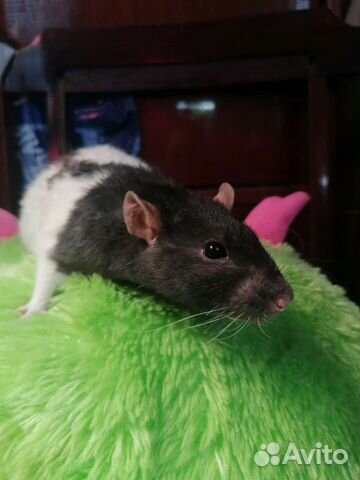 Крыса на вязку