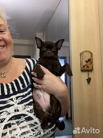 Пухлый шоколадный батончих 4м 2 нед