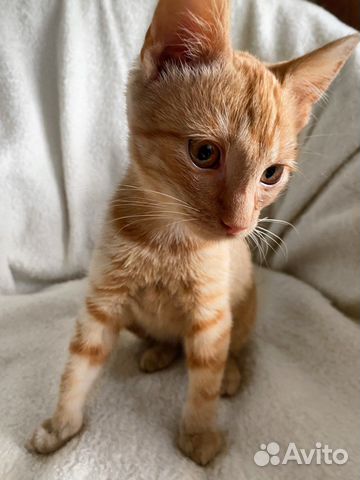 Маленький Рыжулё, котёнок