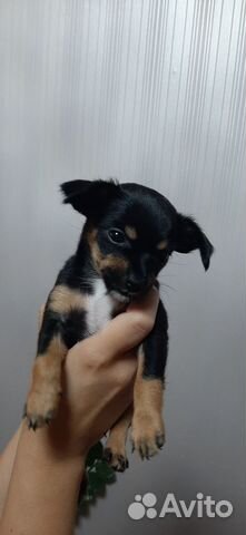 Продажа русского тоя