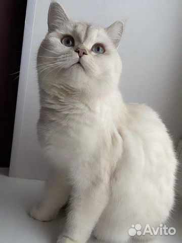 Британская шиншилла