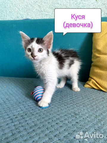 Котенок, кошка