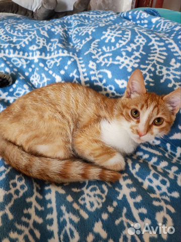 Котик